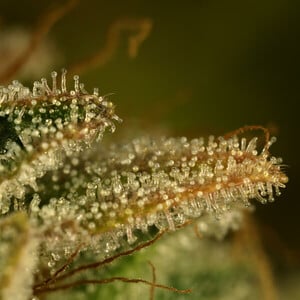 Kupte si feminizovaná konopná semínka odrůdy Green Gelato 🍦 - Royal ...