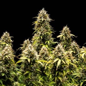 Kupte si konopná semínka odrůdy Granddaddy Purple Auto - Royal Queen Seeds