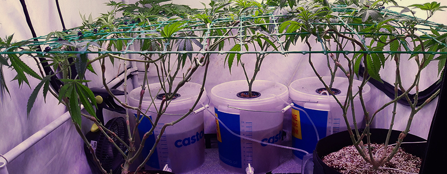 Jak rozpoznat SOG od SCROG - Royal Queen Seeds