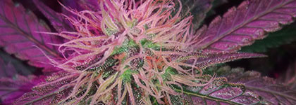 Somango XL Semena Konopí - Royal Queen Seeds